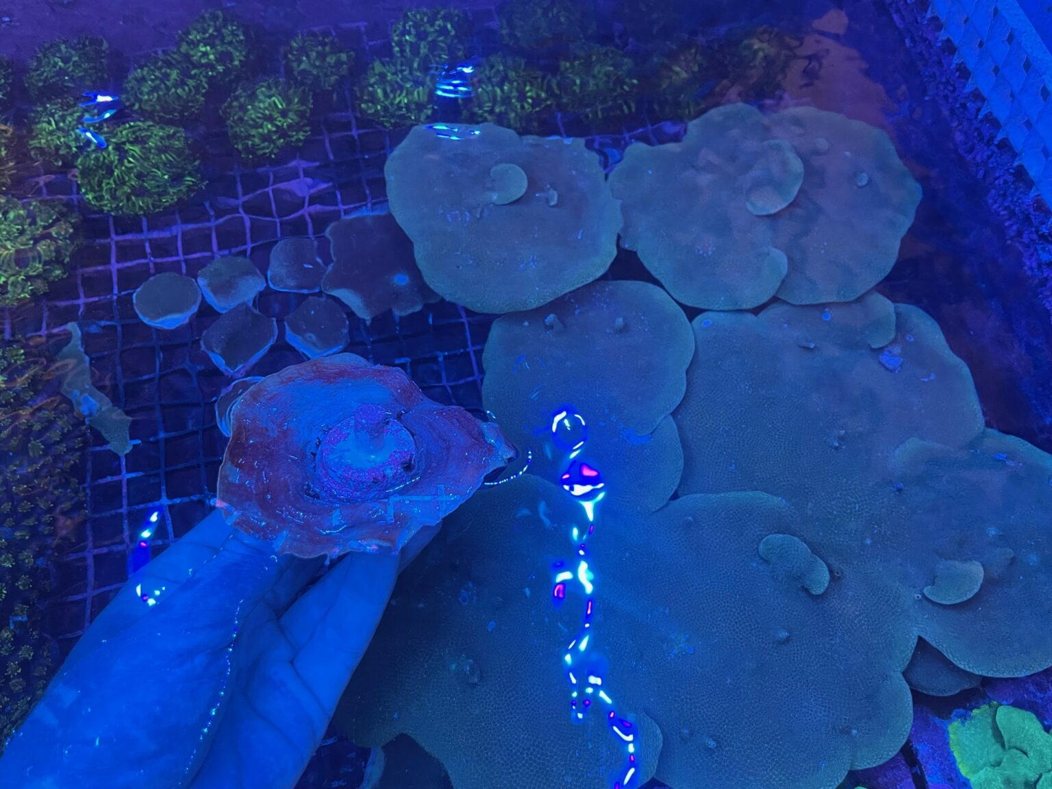 A Day in the Life of a Coral Farmer | Reef Builders | The Reef and ...