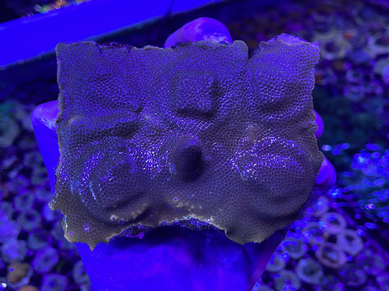 A Day in the Life of a Coral Farmer | Reef Builders | The Reef and ...