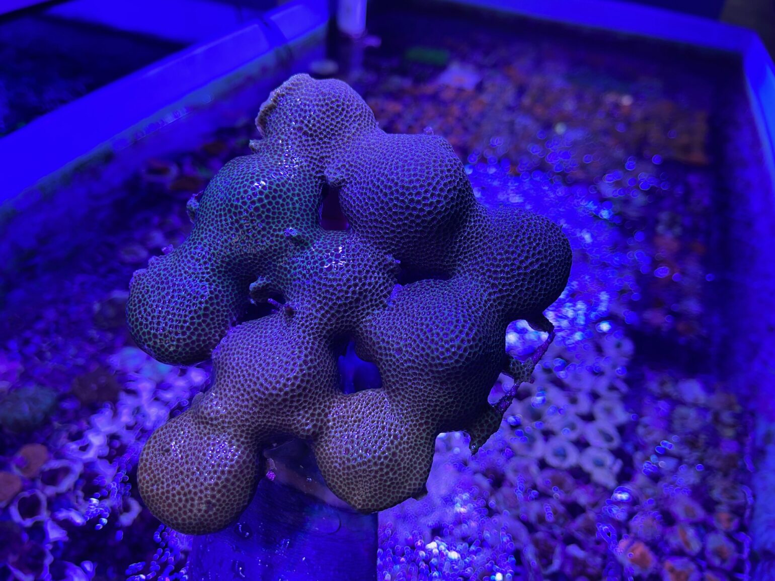 A Day in the Life of a Coral Farmer | Reef Builders | The Reef and ...