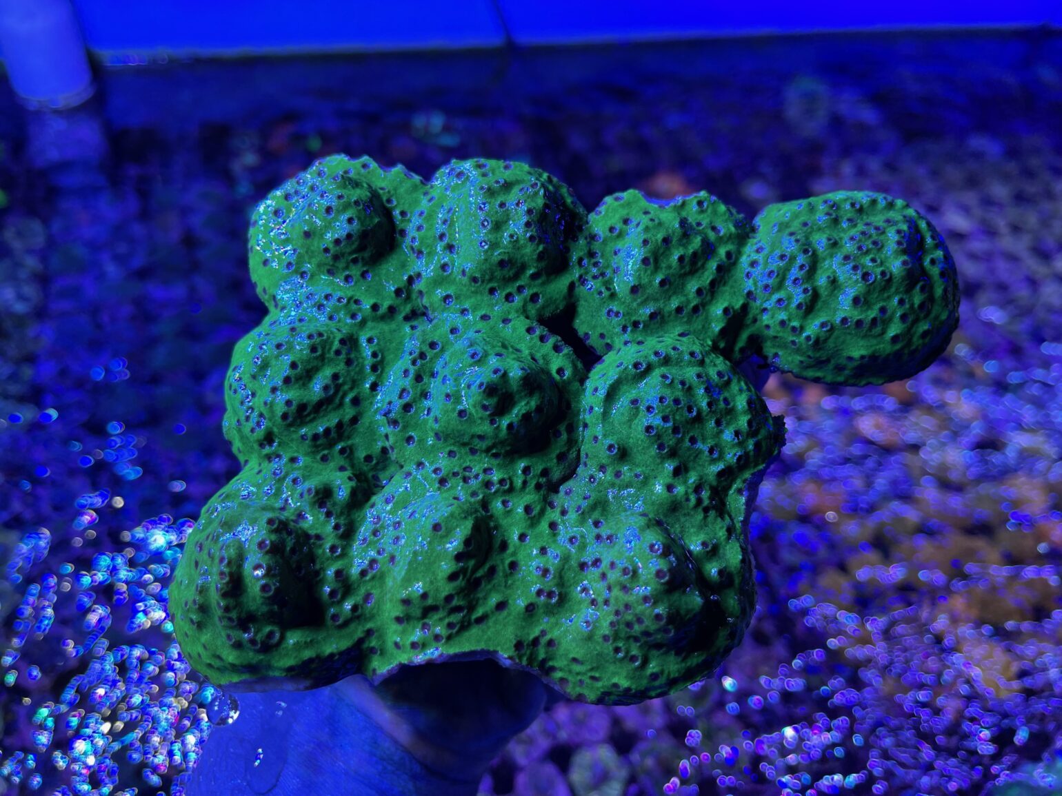 A Day in the Life of a Coral Farmer | Reef Builders | The Reef and ...