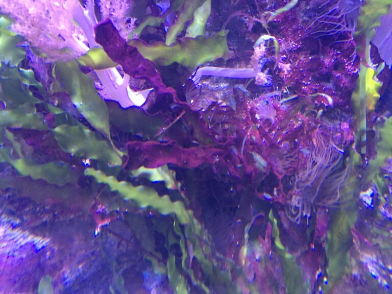 What you need to know about Refugia | Reef Builders | The Reef and ...