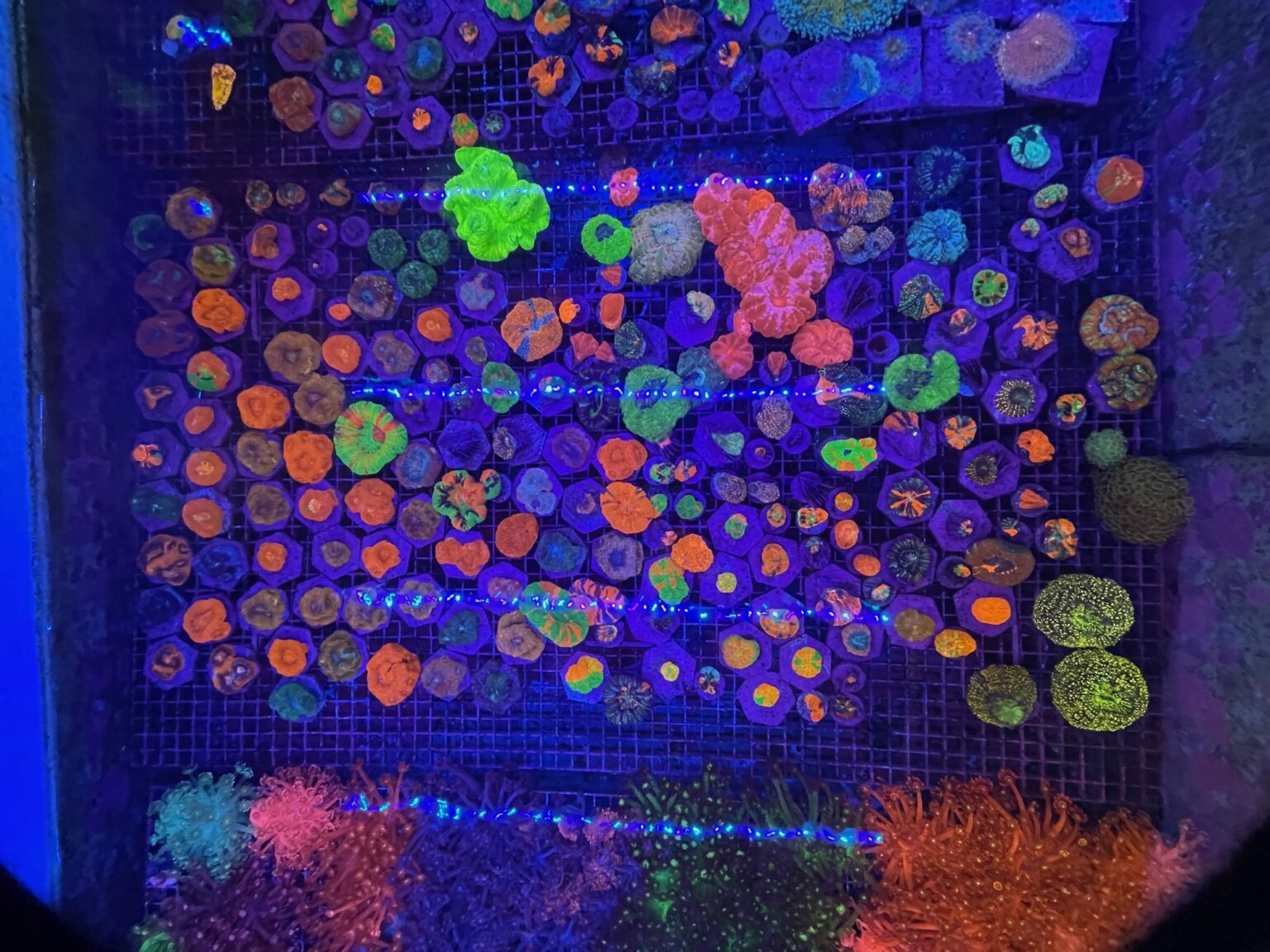 A Day in the Life of a Coral Farmer | Reef Builders | The Reef and ...