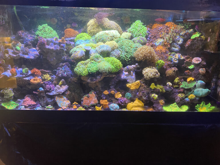 How to choose reef tanks and stands | Reef Builders | The Reef and ...