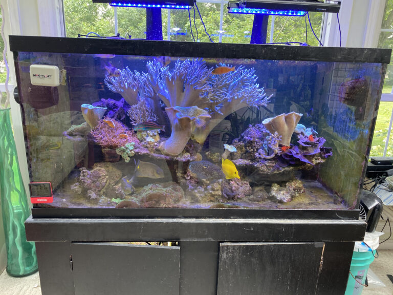 How to choose reef tanks and stands | Reef Builders | The Reef and ...