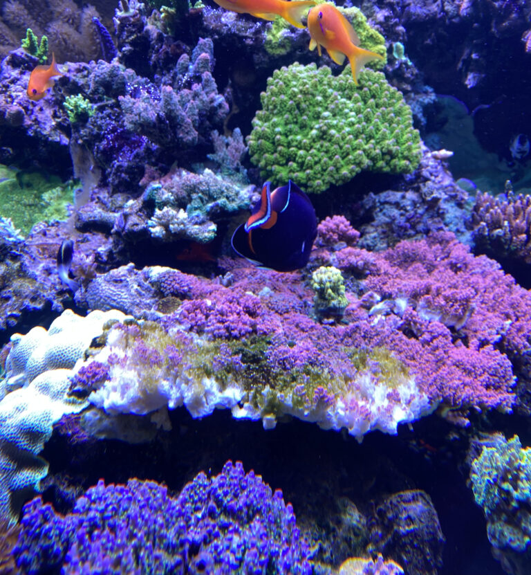 Managing Tissue Necrosis | Reef Builders | The Reef and Saltwater ...