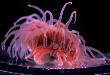 Hermit Crab Anemone Named Remarkable New Marine Species by WoRMS | Reef ...