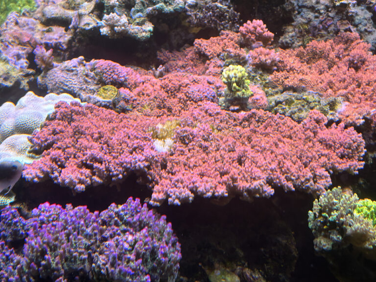 Managing Tissue Necrosis | Reef Builders | The Reef and Saltwater ...