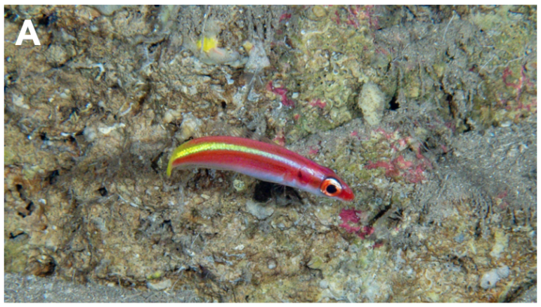 Terelabrus toretore is a New Species of Striped Hogfish from Tahiti ...