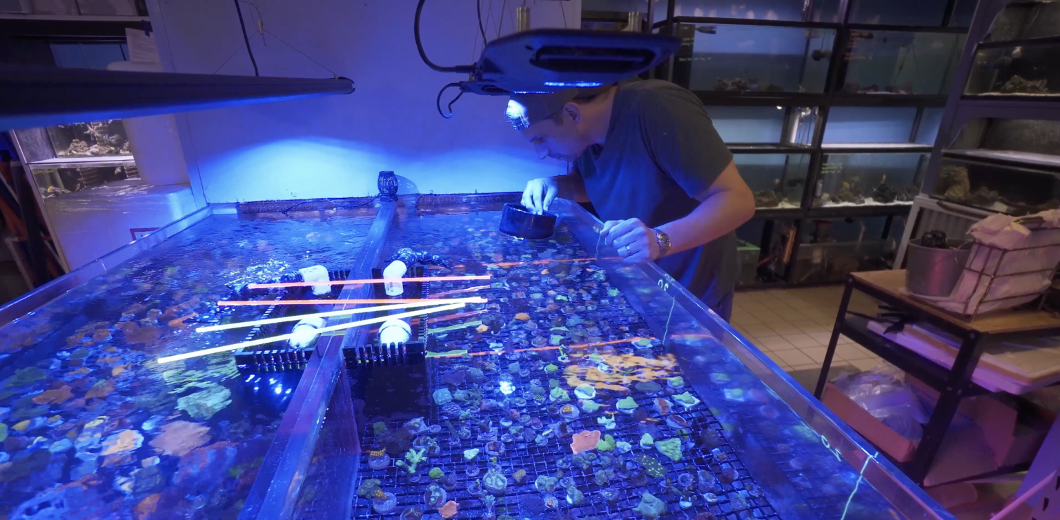 Corner Reef is the Antique Shop of Local Fish Stores | Reef Builders | The Reef and Saltwater ...