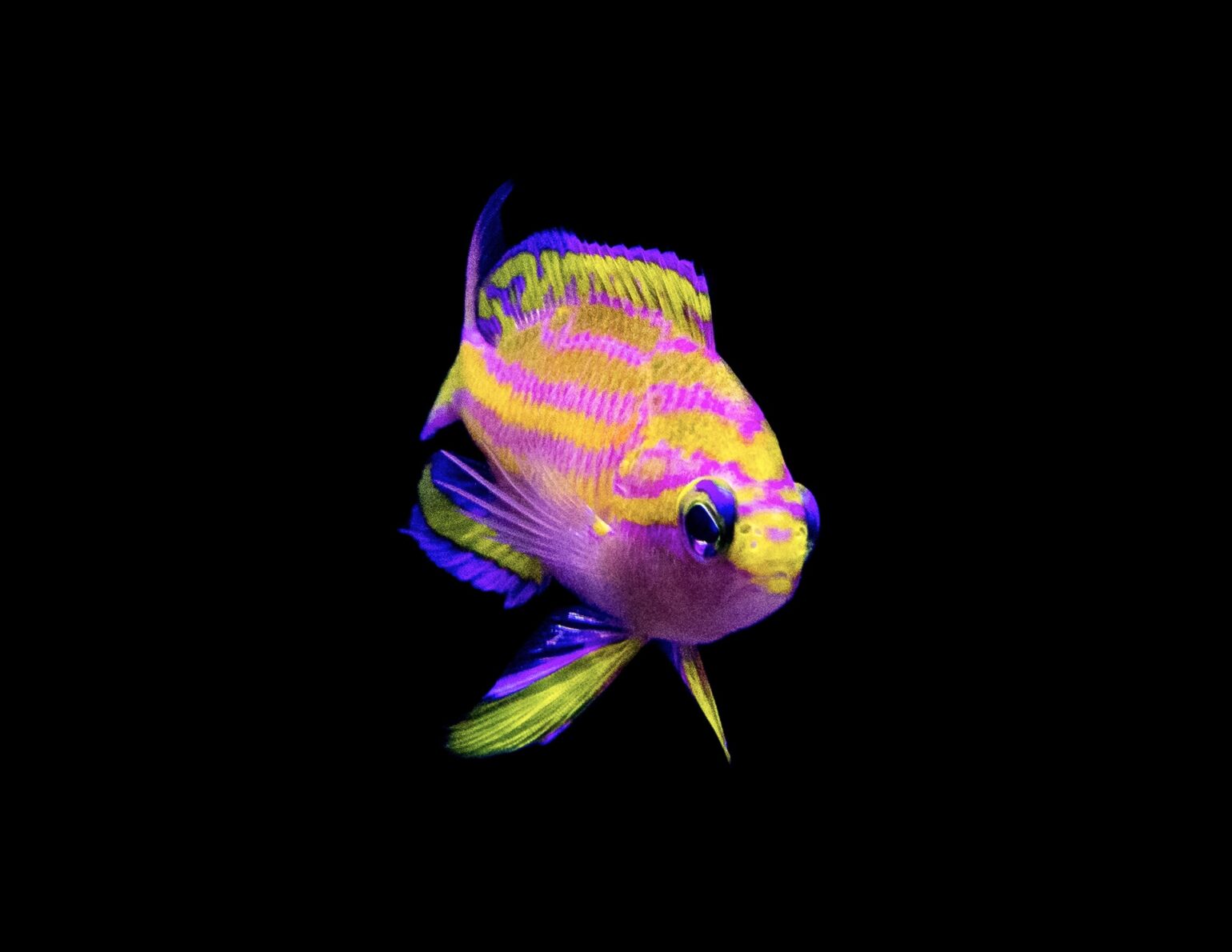Three Super Rare Saltwater Fish Available Right Now | Reef Builders ...