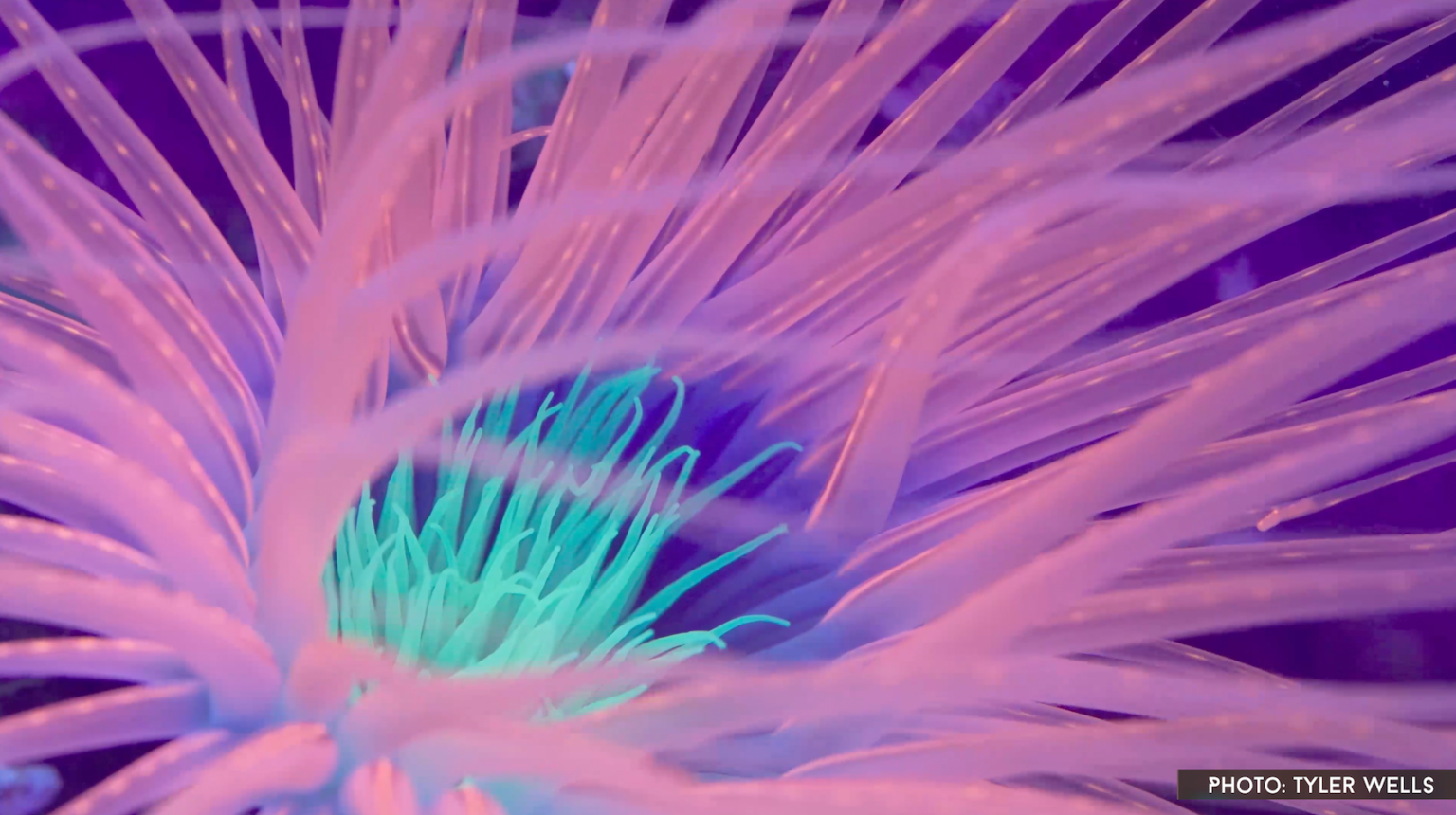 Doug’s Perfectly Designed Fish Room & Stunning Custom Reef Tank | Reef ...