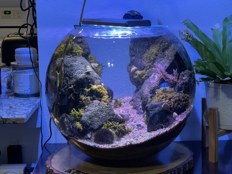 Inland Reef’s Lobster Bowl is a Fun Nano Tank Project | Reef Builders ...