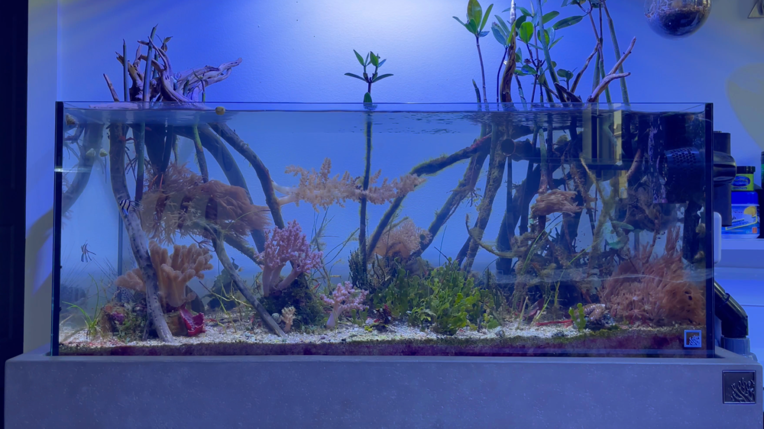 Inland Reef’s Lobster Bowl is a Fun Nano Tank Project | Reef Builders ...