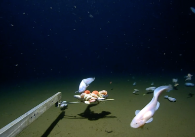 Snailfish found at deepest ever depth | Reef Builders | The Reef and ...