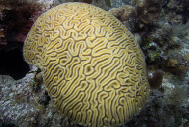 Reef Renewal Foundation Bonaire Successfully Fertilize 1.3m Coral ...