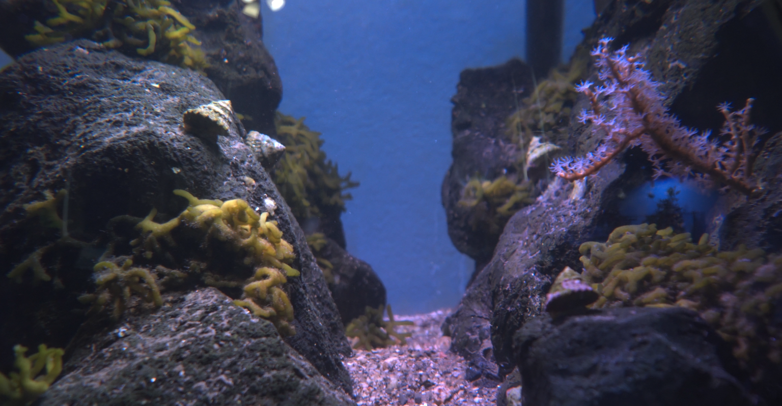 Inland Reef’s Lobster Bowl is a Fun Nano Tank Project | Reef Builders ...