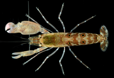 Alpheus octocellatus is a New Species of Pistol Shrimp from the ...