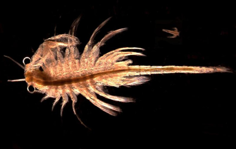 Brine Shrimp becomes the Official Crustacean of Utah | Reef Builders ...