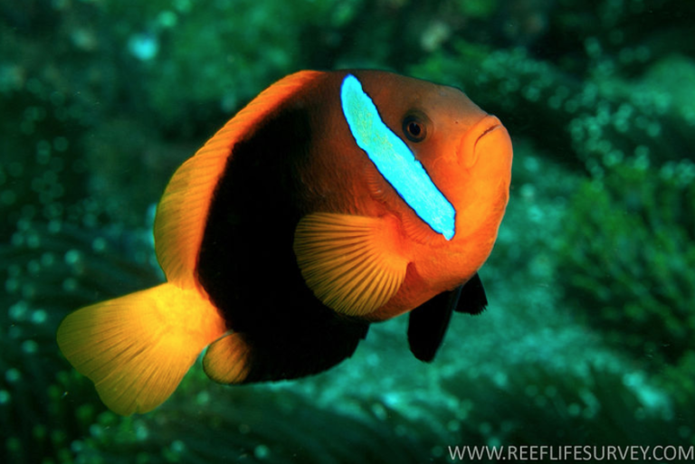 Clownfish Larvae Become Mini Athletes to Swim Against Ocean Currents ...