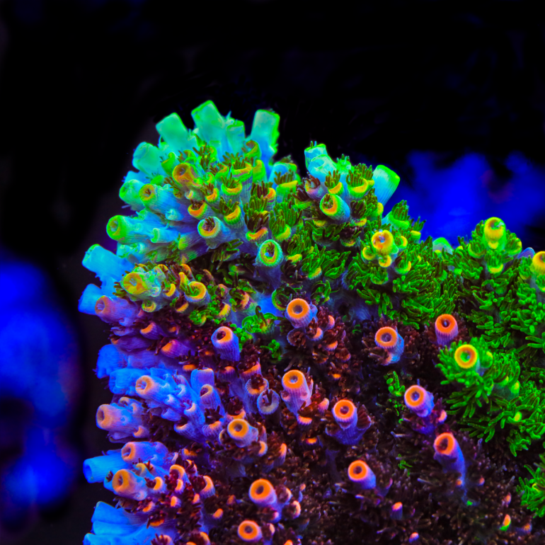 We just can’t get enough of the TSA Fruity Splice Acropora | Reef ...