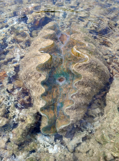 Low Tide Exposes 40yr old Giant Clam Project on Great Barrier Reef ...