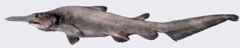 Goblin Shark Range Extension turns out to be a Rubber Toy | Reef ...