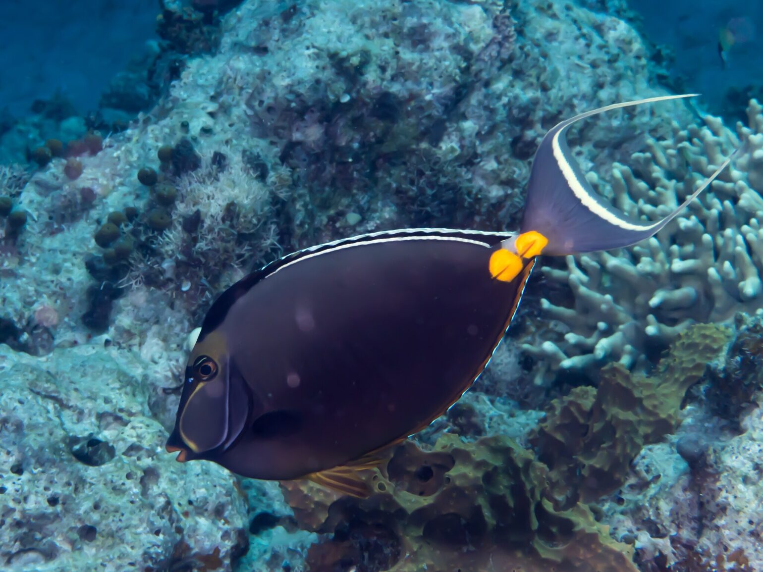 Aquarium Favorites - Lipstick Tangs and Orangespine Unicornfish | Reef ...
