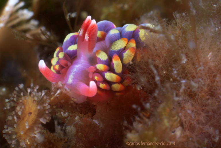 Rainbow Sea Slug found in British Rock Pool | Reef Builders | The Reef ...