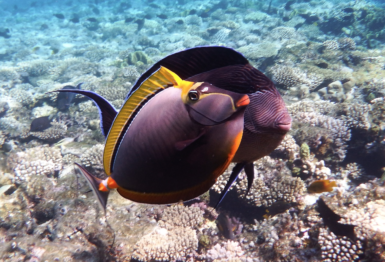 Aquarium Favorites - Lipstick Tangs and Orangespine Unicornfish | Reef ...