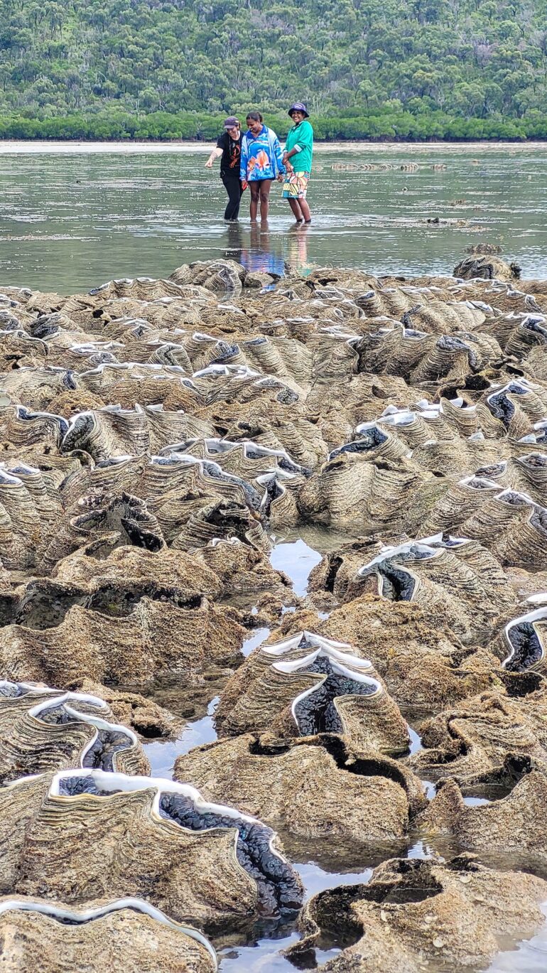 Low Tide Exposes 40yr old Giant Clam Project on Great Barrier Reef ...