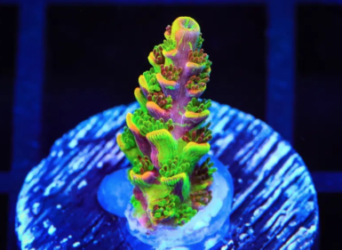 We just can’t get enough of the TSA Fruity Splice Acropora | Reef ...