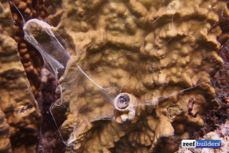 How To Get Rid Of Vermetid Snails | Reef Builders | The Reef and ...