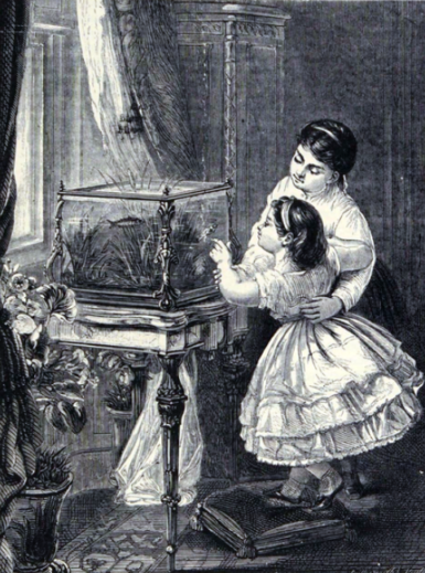 Reefkeeping in the Victorian Era | Reef Builders | The Reef and ...