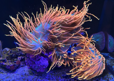 What to do with a Dead Anemone | Reef Builders | The Reef and Saltwater ...