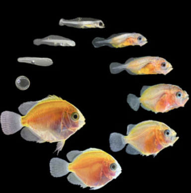 Biota Unveils Captive Bred Potter’s Angelfish | Reef Builders | The ...