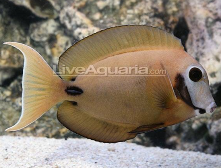 Try Acanthurus tristis - The Indian Mimic Surgeonfish | Reef Builders ...