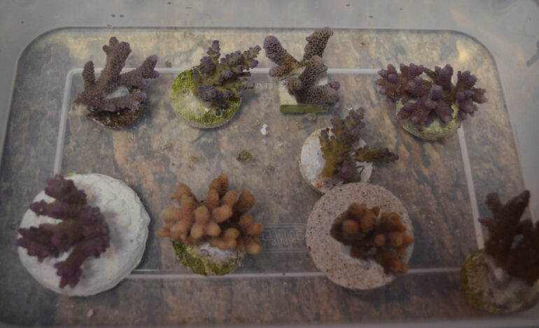 How to properly Treat and Dip Newly Acquired Corals | Reef Builders ...