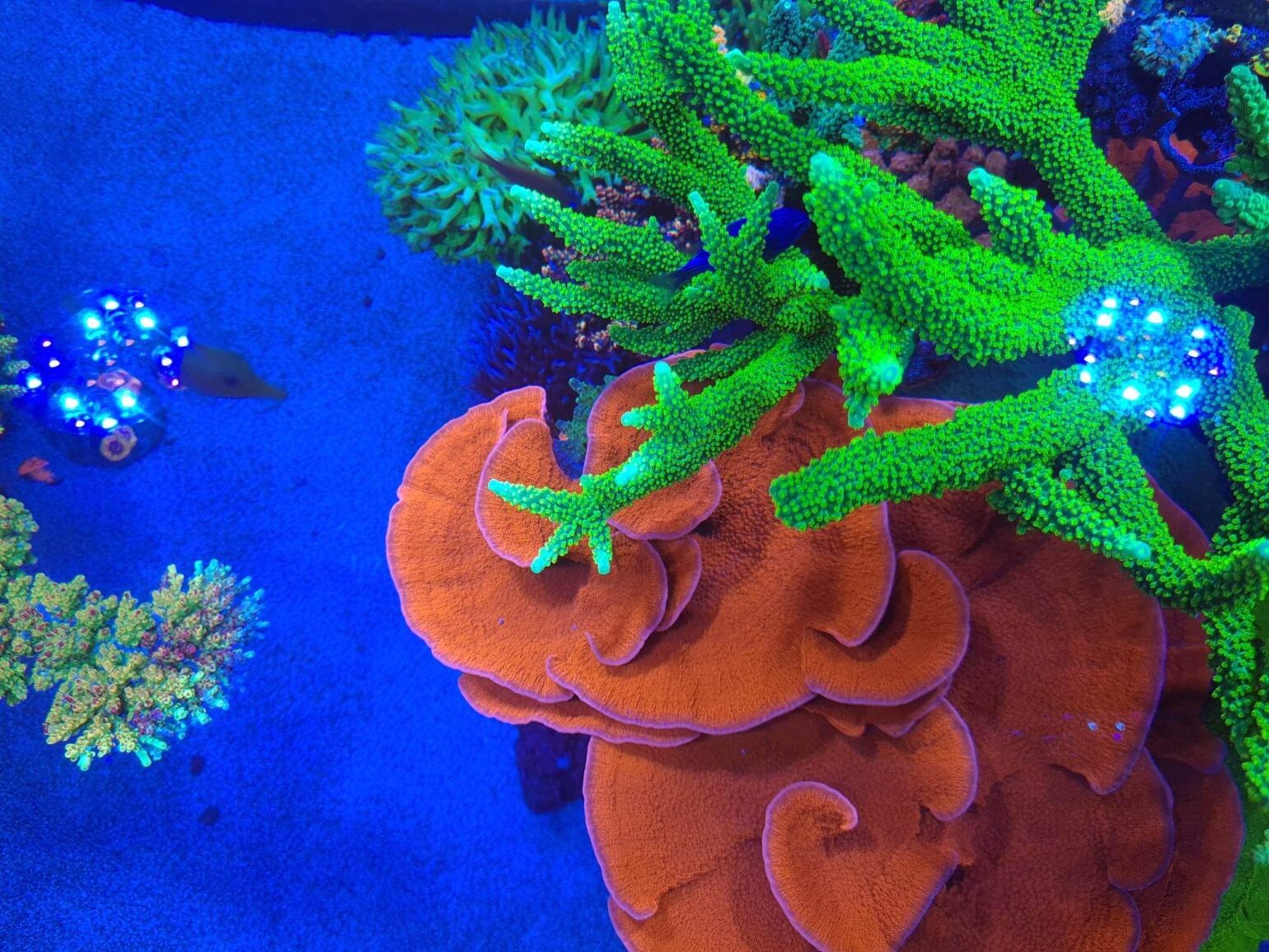 Forced Fusion of the Dallas Acropora | Reef Builders | The Reef and ...