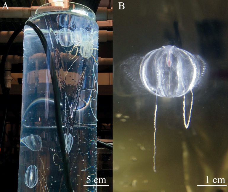 A Diffusion Tube is a Useful Device for Culturing Delicate ...