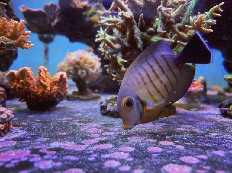 Try Acanthurus tristis - The Indian Mimic Surgeonfish | Reef Builders ...