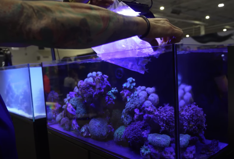 Jeff Senske uses Freshwater Design Principles to Aquascape a Reef Tank | Reef Builders | The ...