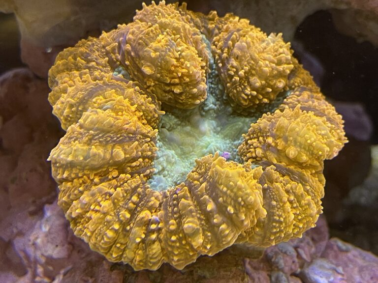 Lobophyllia robusta is the easiest “Symphyllia” available | Reef ...