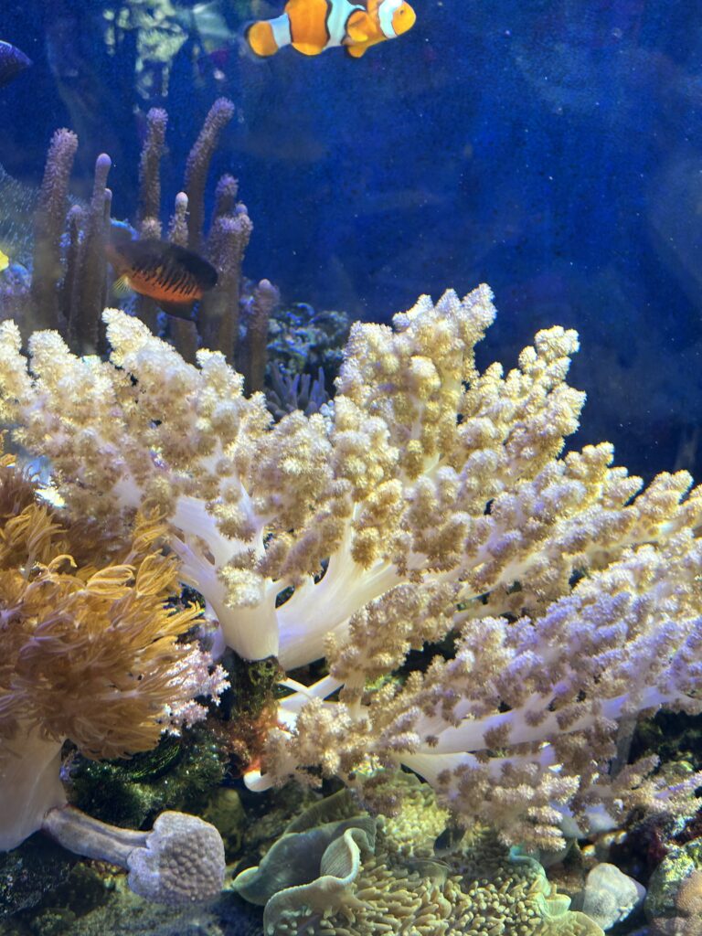 Water Chemistry Part 1: Salinity and Temperature | Reef Builders | The ...