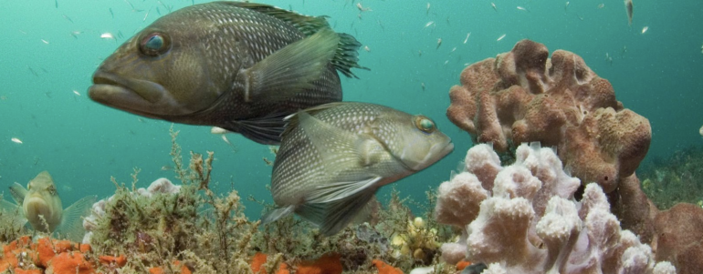 MARTA Rail Cars to Become Artificial Reefs off the Coast of Georgia ...