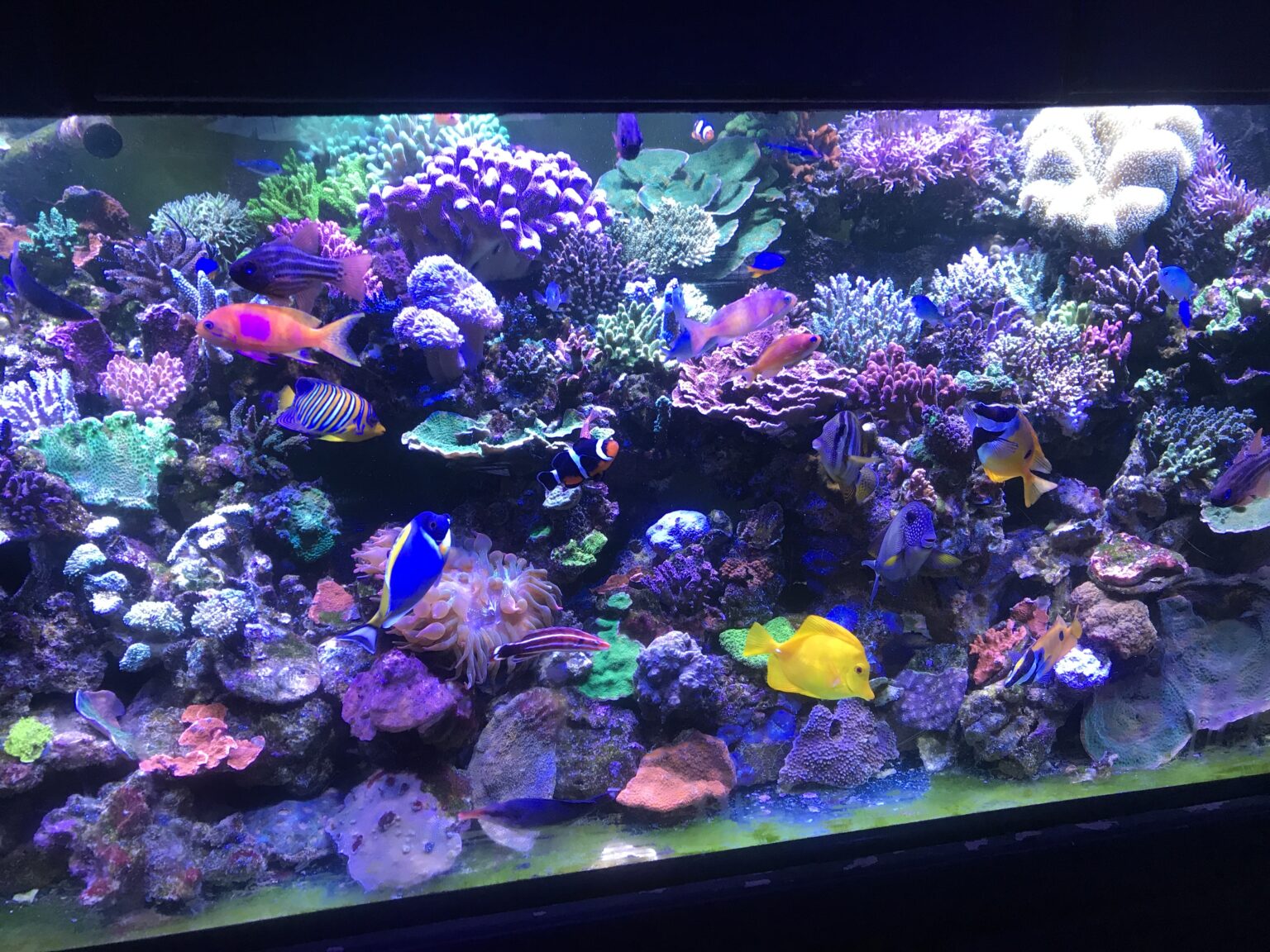 What Ozone and UV do on a Reef Tank | Reef Builders | The Reef and ...