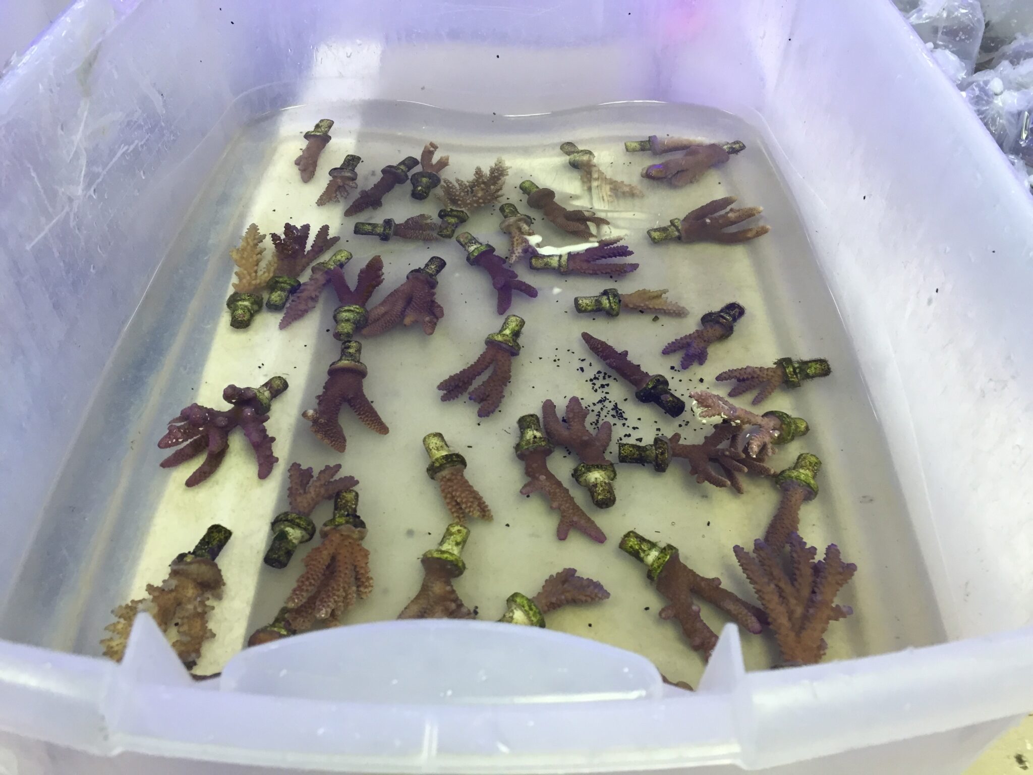 How to properly Treat and Dip Newly Acquired Corals | Reef Builders ...