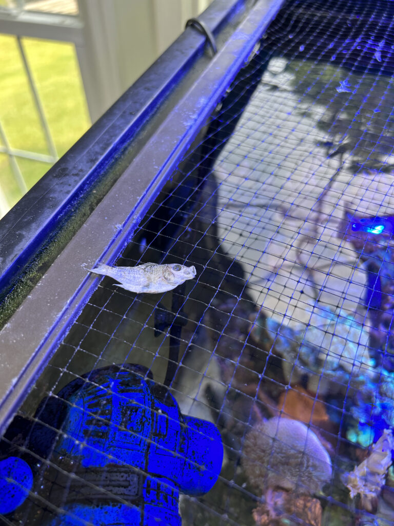 How to Care for Your Reef Tank while On Vacation | Reef Builders | The ...