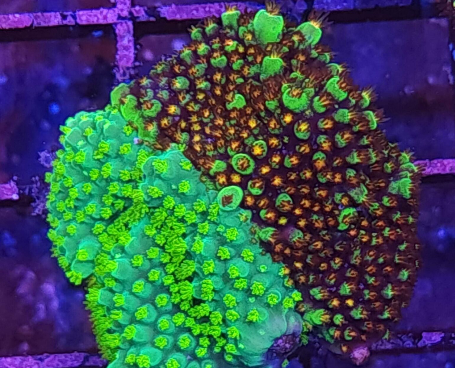 Forced Fusion of the Dallas Acropora | Reef Builders | The Reef and ...