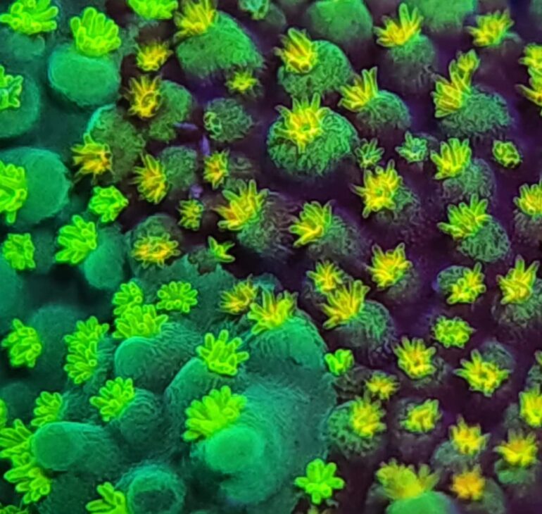 Forced Fusion of the Dallas Acropora | Reef Builders | The Reef and ...