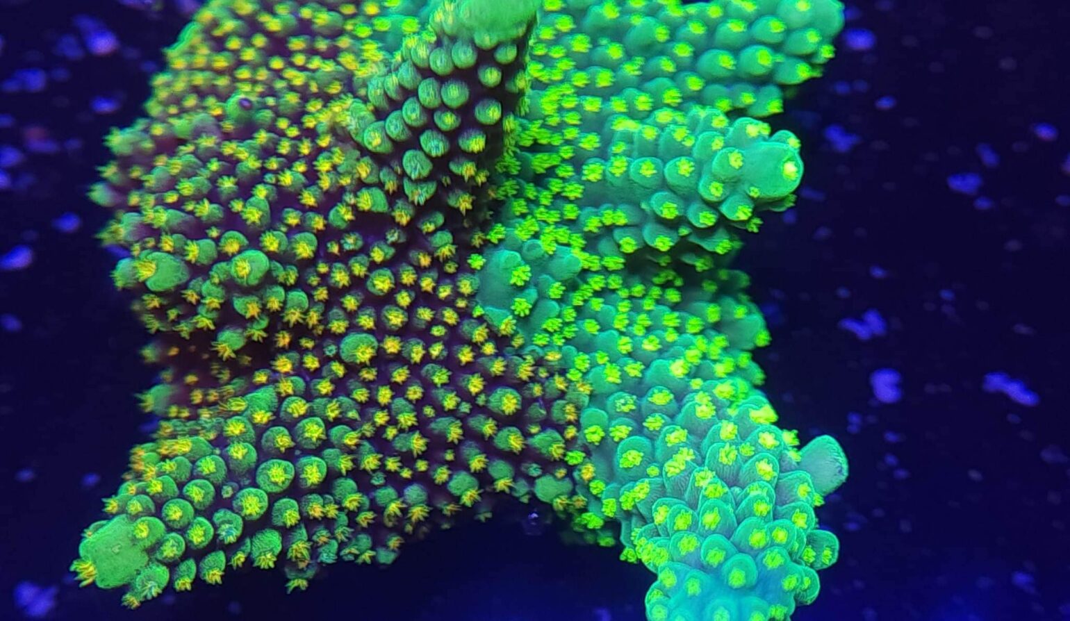 Forced Fusion of the Dallas Acropora | Reef Builders | The Reef and ...